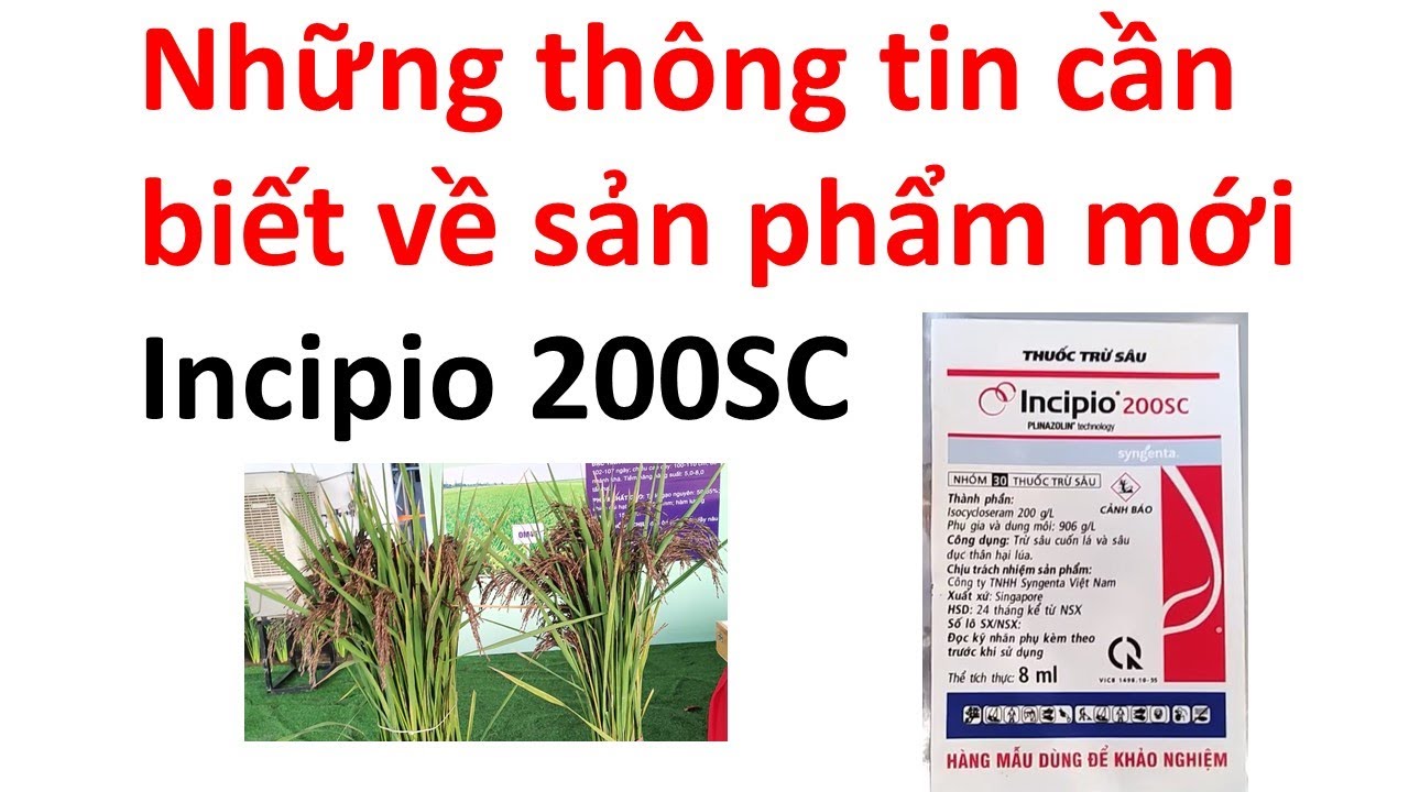 Thuốc trừ sâu mới từ Syngenta | Incipio 200SC | Plinazolin | sâu hại ...