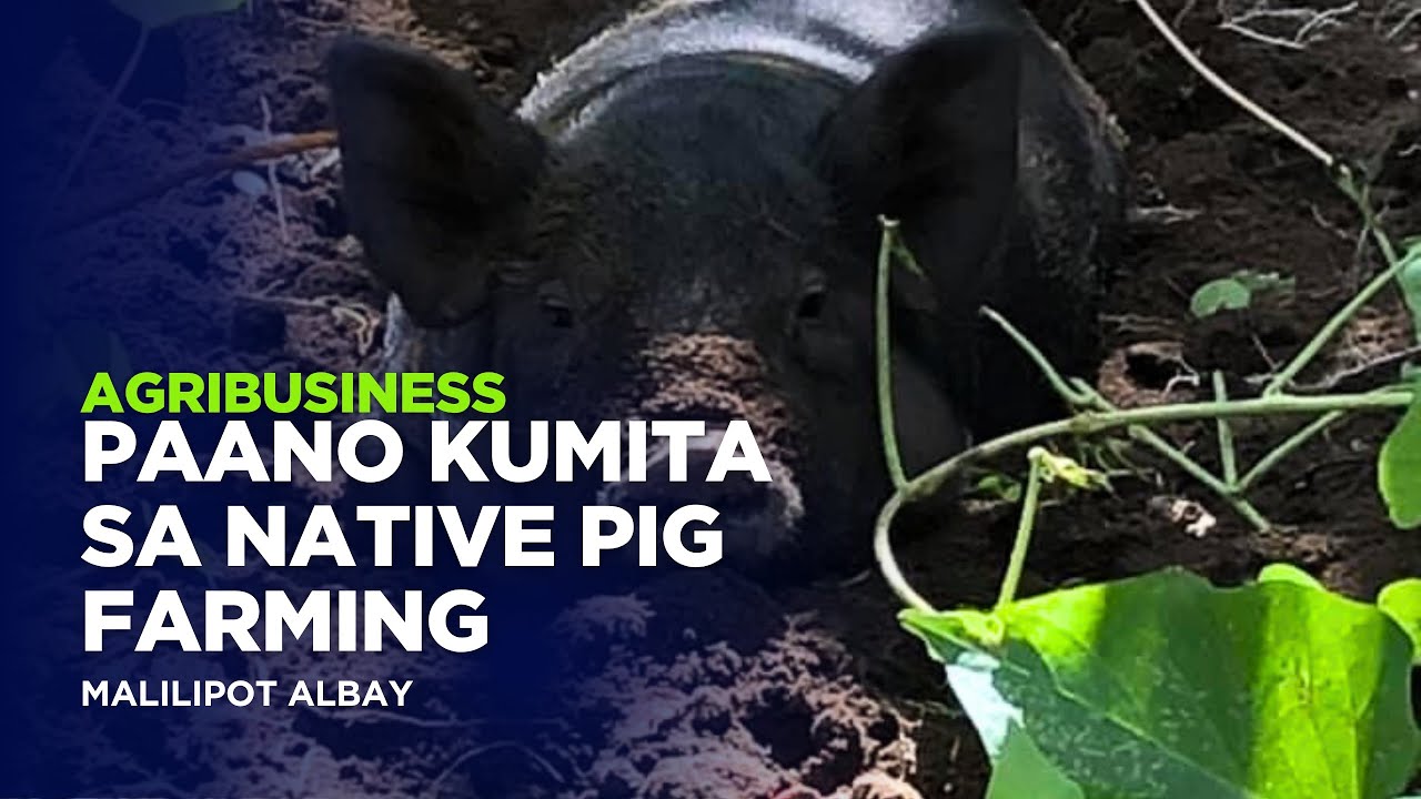 Malilipot Albay Native Pigs free range #NativePigs #BlackPigs # ...