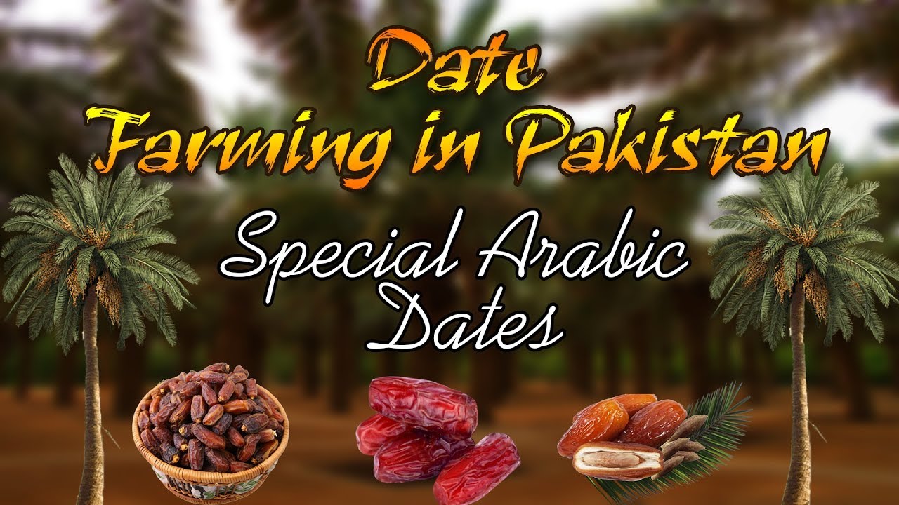 Mabroom Date Farming in Pakistan - Report By Hassam Durrani - YouTube