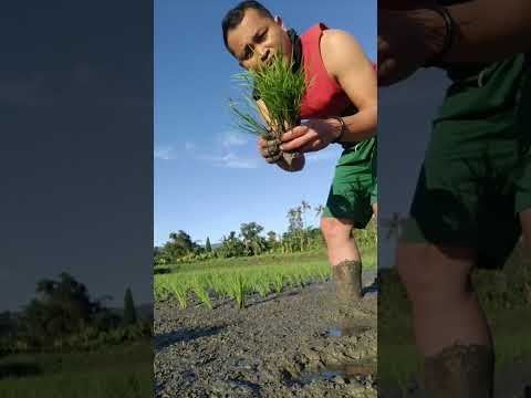 tanim Ng palay sa probinsya namin #palayan #agriculture #tanim # ...