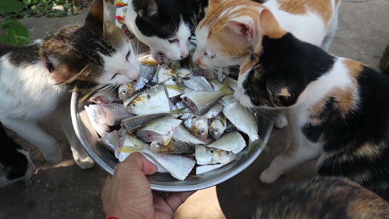 Many Cats eating raw fish - YouTube