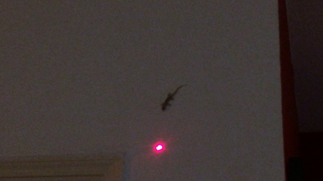 Gecko vs laser pointer - YouTube