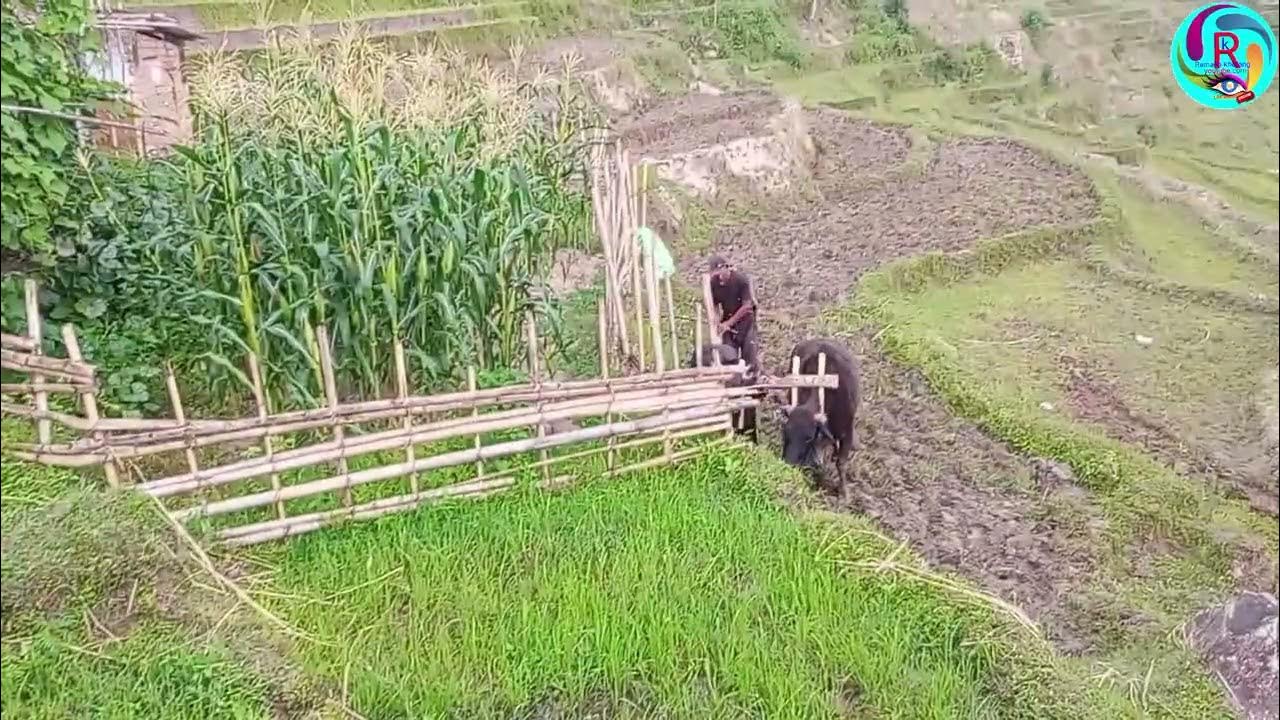 Khotang village kheti maa kam aaj khet jotadei|| खोटाङ नौला मा खेत जोत्नु धमाधम गाउले जिबन - YouTube