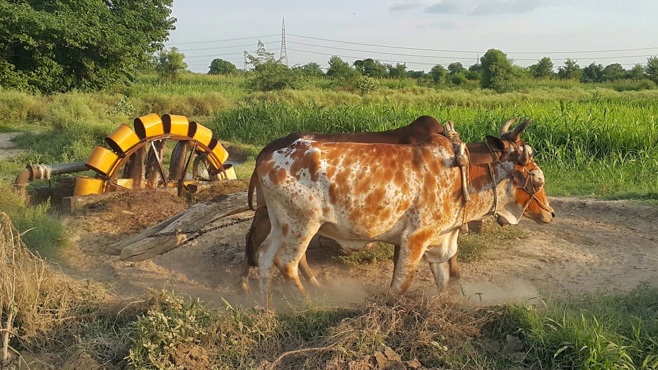 Amazing Bull Powered Water Wheel Irrigation System | Traditional Old ...