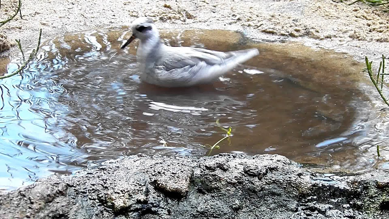 Dizzy Bird - YouTube