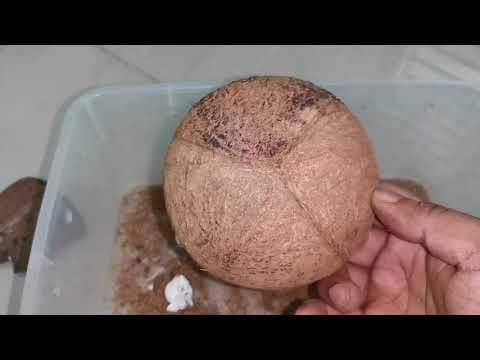 Natural Tarantula hide! - YouTube