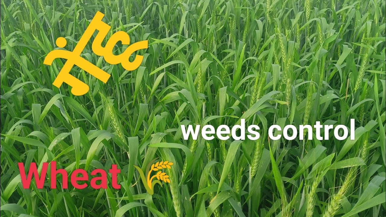 Wheat cultivation weeds control and use fertilizer area।।#agriculture ...
