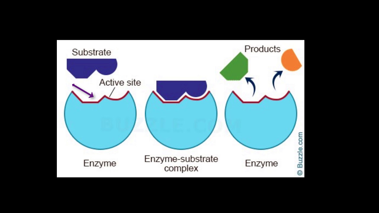 Enzyme Basics - YouTube