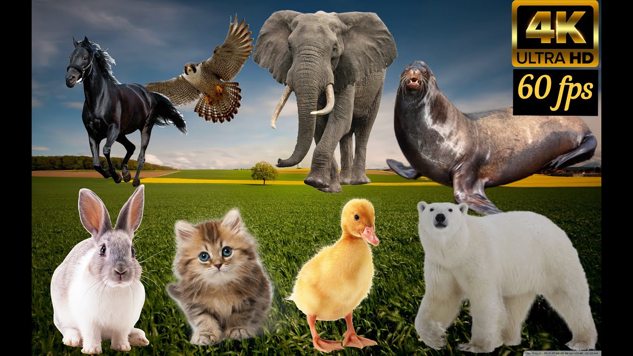 Cute and Funny Animals Making Sounds Elephant Duckling Cat Rabbit Bear ...