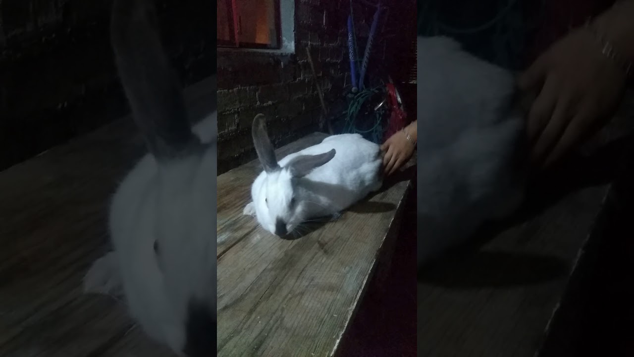 Conejos California principales características - YouTube