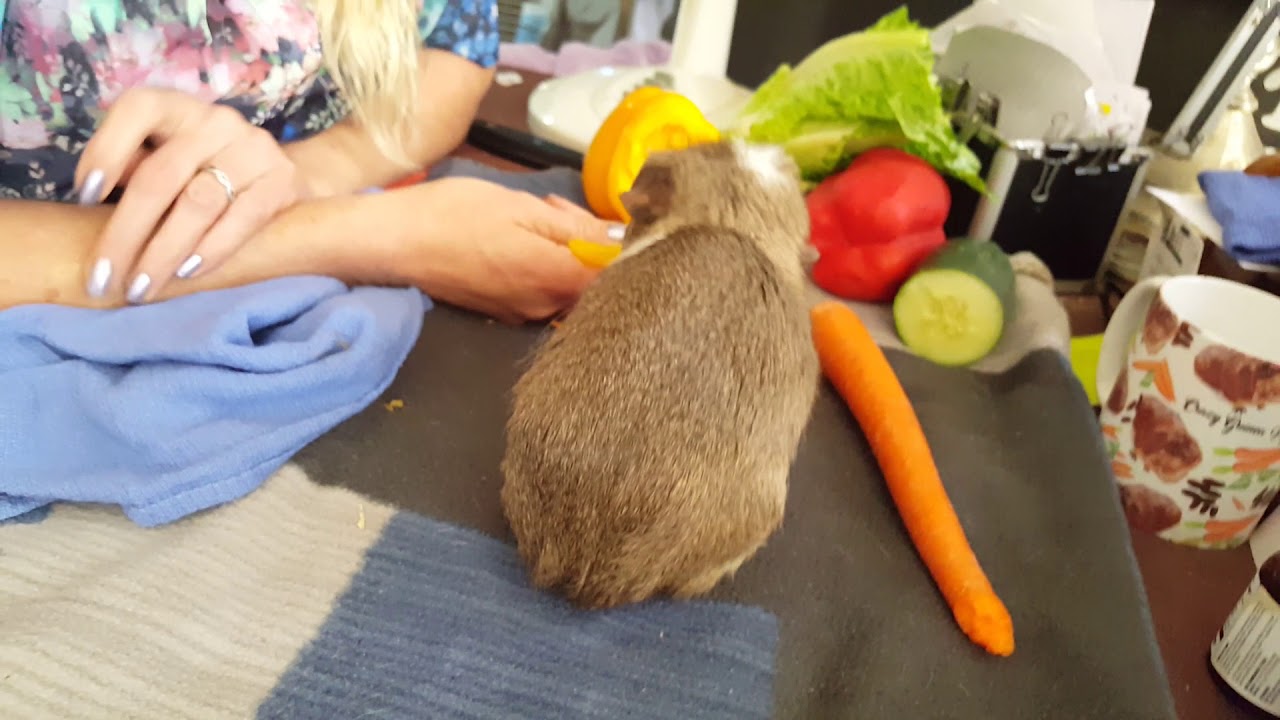 Skinny emaciated guinea pig - YouTube