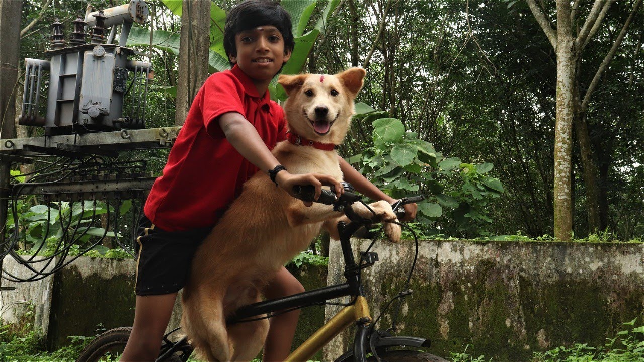 Dog Loves Riding A Cycle With His Owner - YouTube