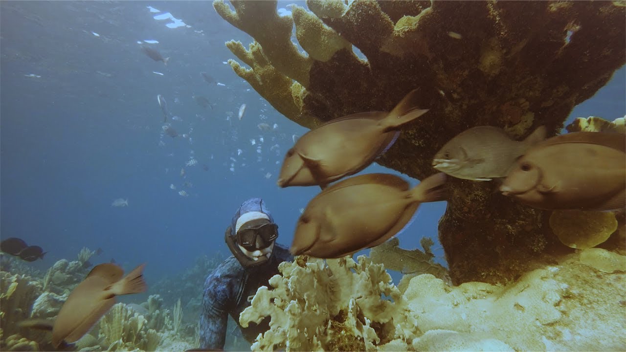 Roatan coral reef fish - YouTube