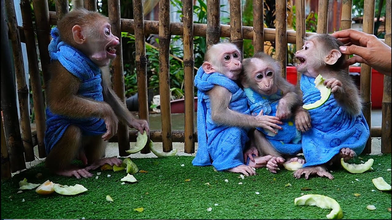 Wow Very Strong Jooy Can Stand Up Reply To Old Brother Ploy Taking ...