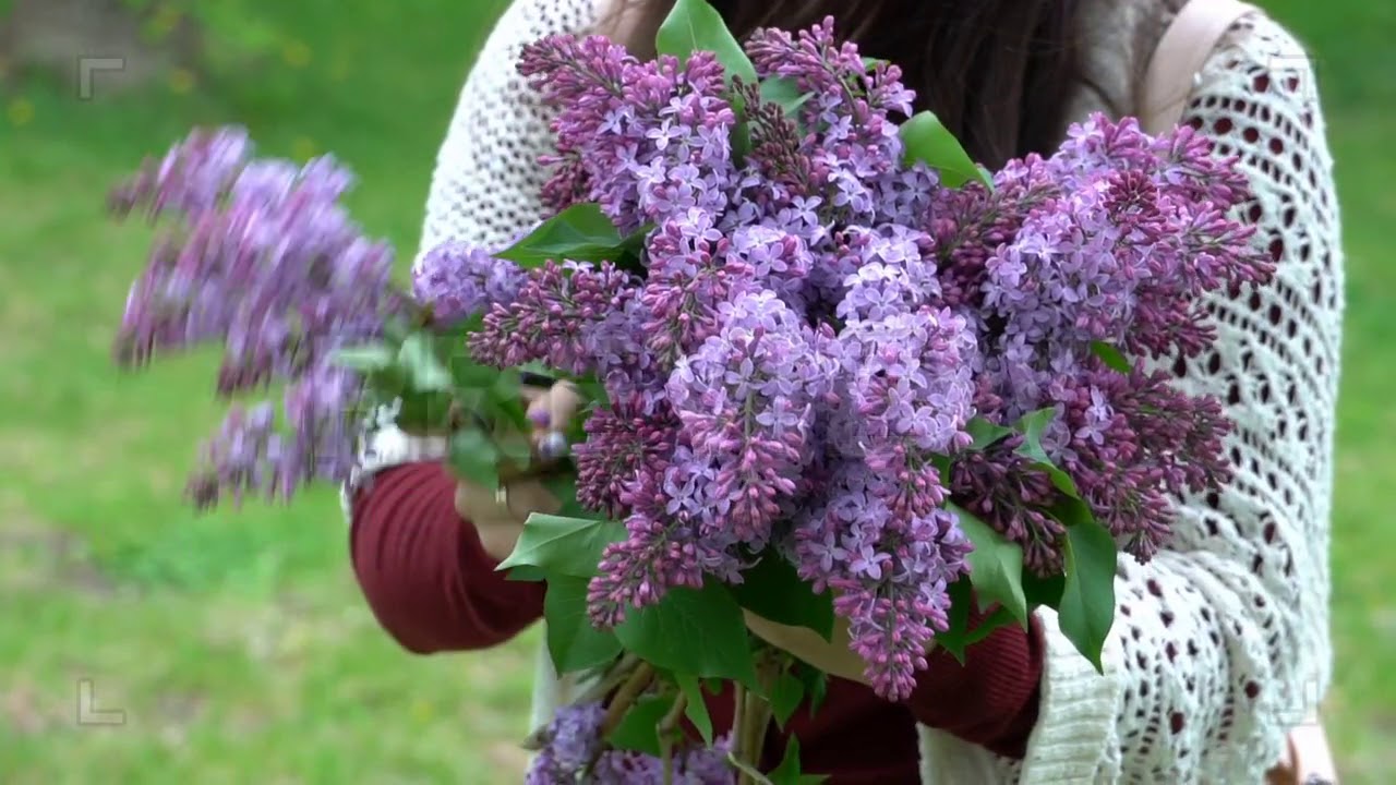 Fresh Lilacs Stock Video - YouTube
