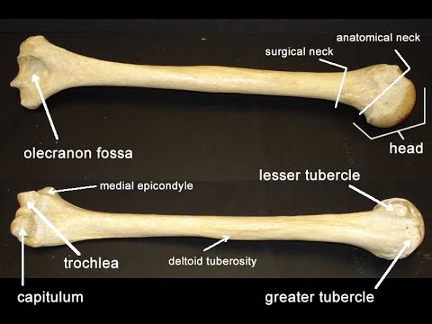 OSTEOLOGY OF HUMERUS - YouTube