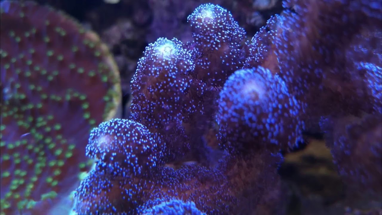 My first experience in Malta fish aquarium in MC Reef Aquadom with ...