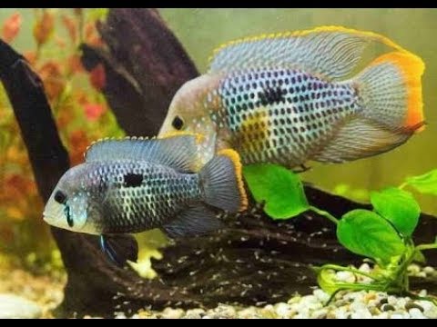 green terror cichlid full grown - YouTube