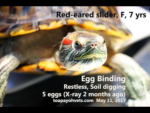 A 7-year-old red-eared slider has great difficulty laying 5 eggs ...