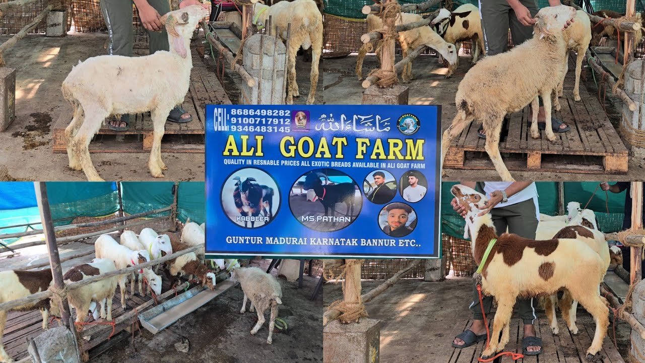 Palne wale bakre guntur mande available in kishanbagh | vilayati sheep ...