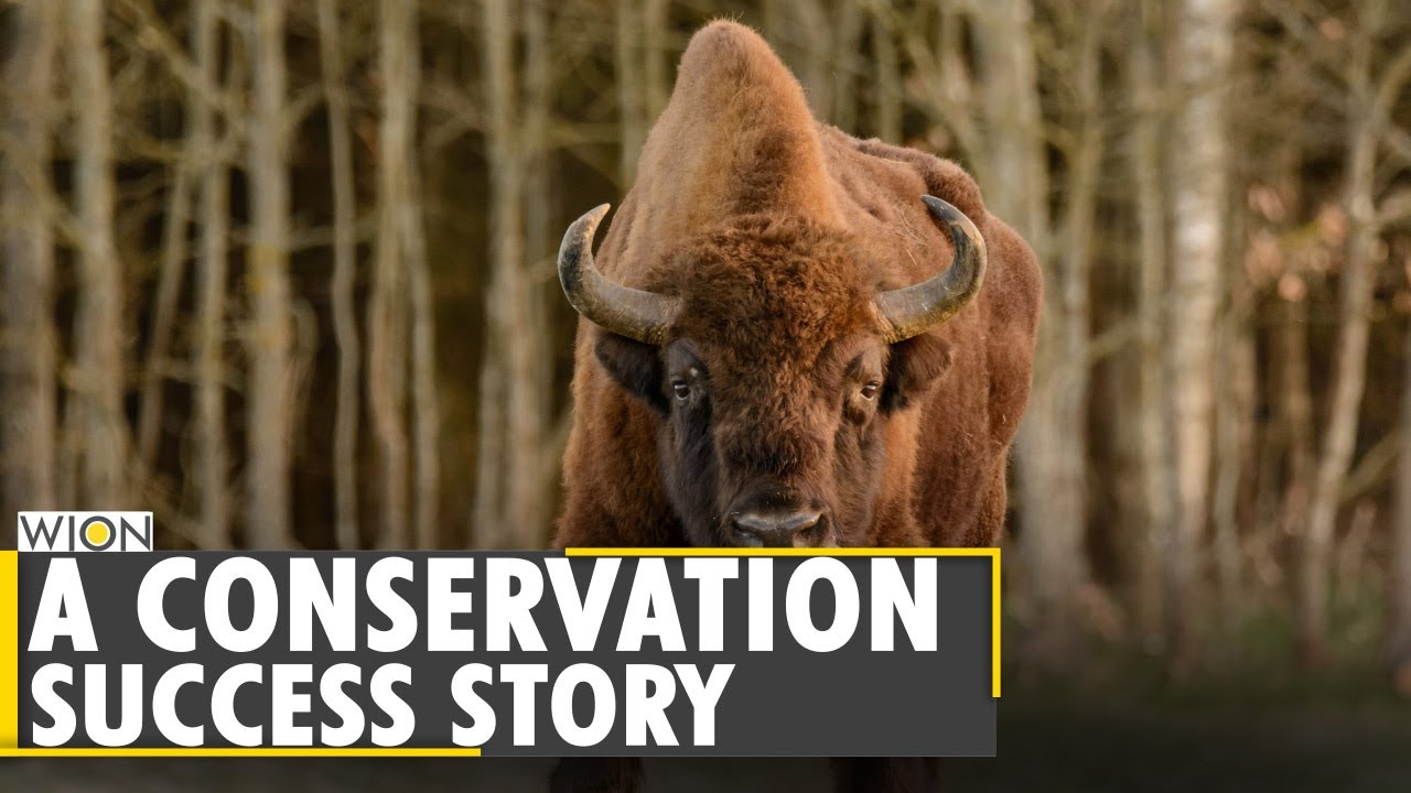 European Bison recovery is now regarded as conservation success story ...