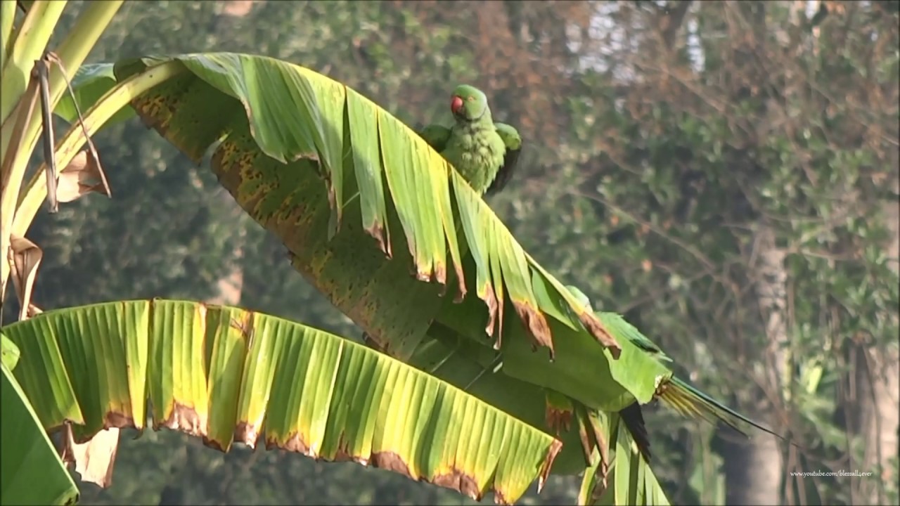 GREEN LUSTRE - YouTube