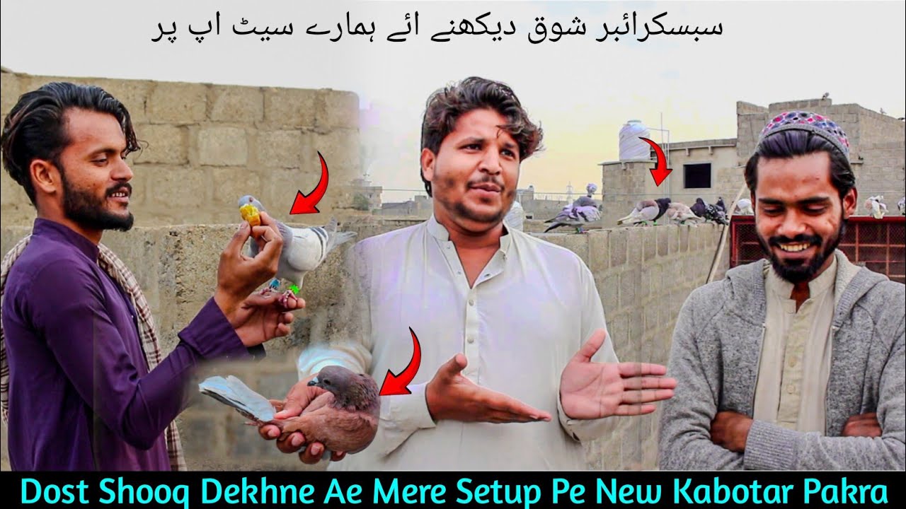 Subscriber Shooq Dekhne Ae Hamara | Gola kabotar muqabla | Kabotar ki ...