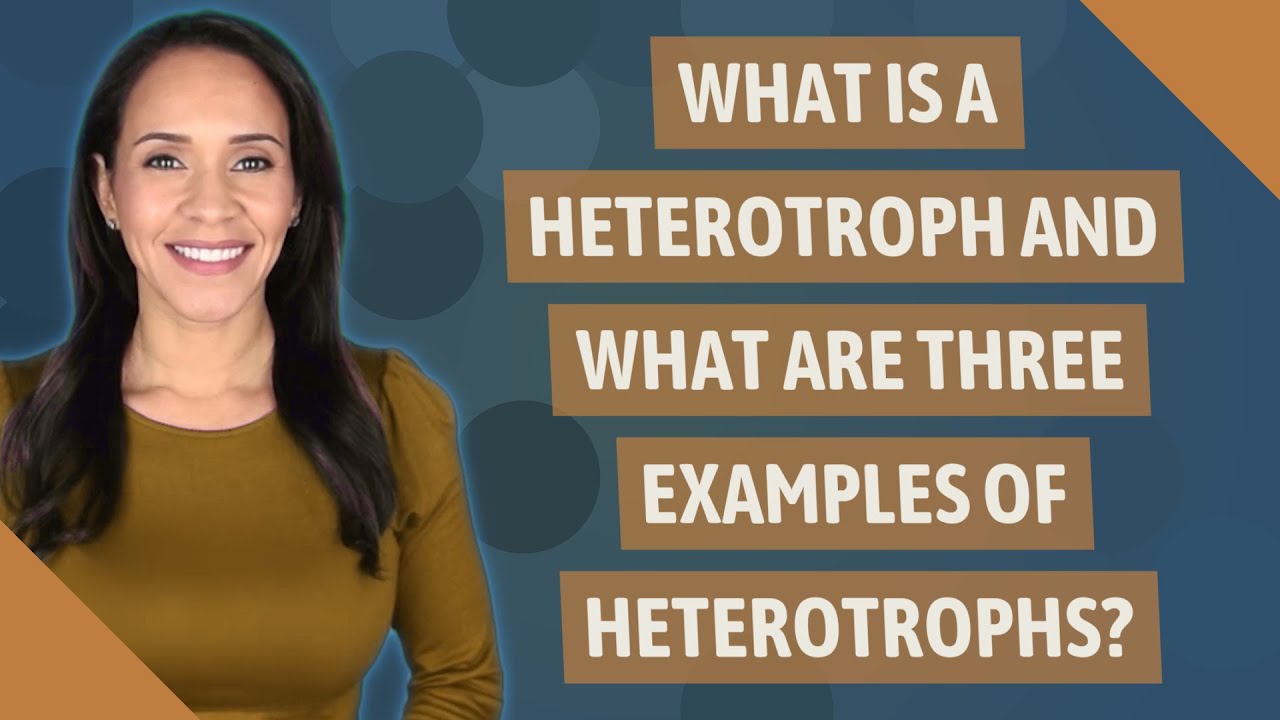 What Is A Heterotroph And What Are Three Examples Of Heterotrophs Youtube