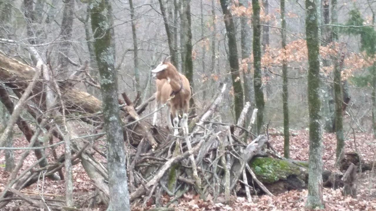 1:30 in the morning and you hear a baby goat hollering-What do you do ...