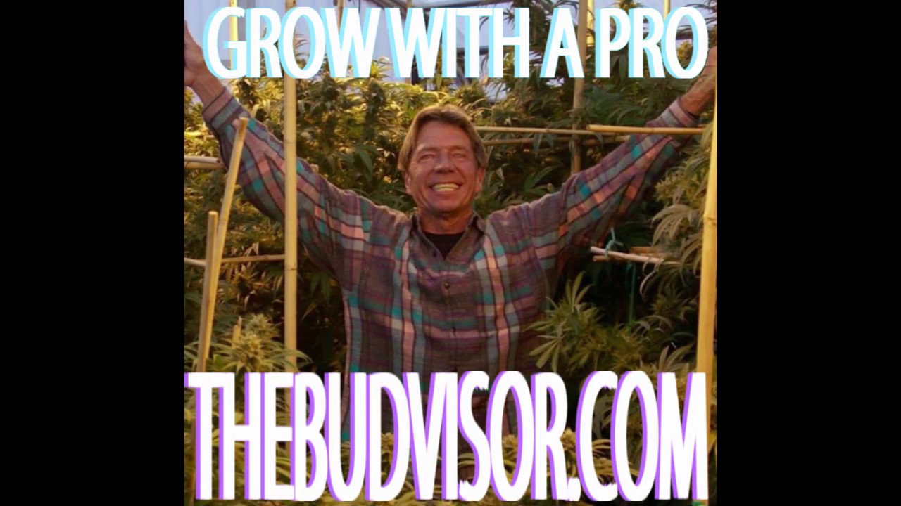 THEBUDVISOR.COM - Video Series: Budvisor - YouTube