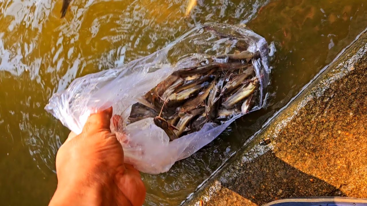 I bought small tengra fish from the fish market and brought them home ...