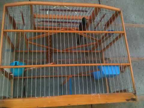 Trini bullfinch 2017 3rd black teacher perfect roll bird by Shaffmaster ...