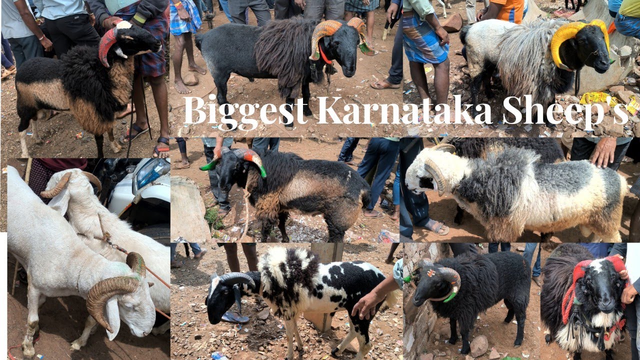 Every Tuesday Biggest Karnataka Sheep's in Kerur market - YouTube