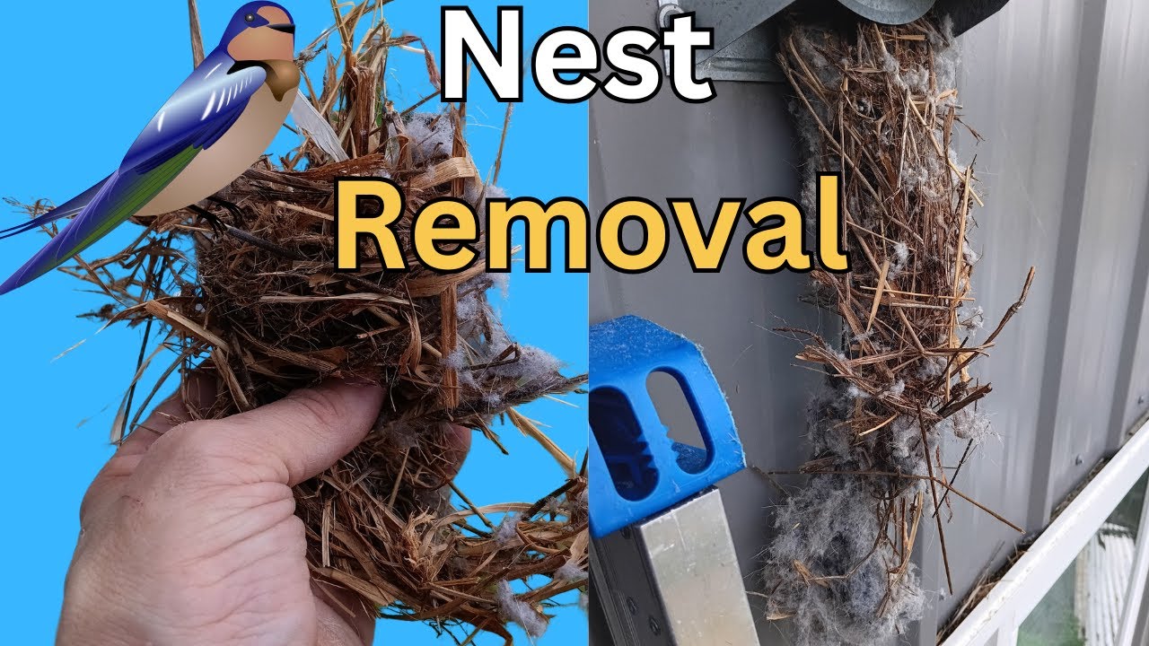 Bird Nest Removal - YouTube