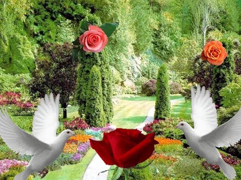 Good Morning Video   Whatsapp Status Video