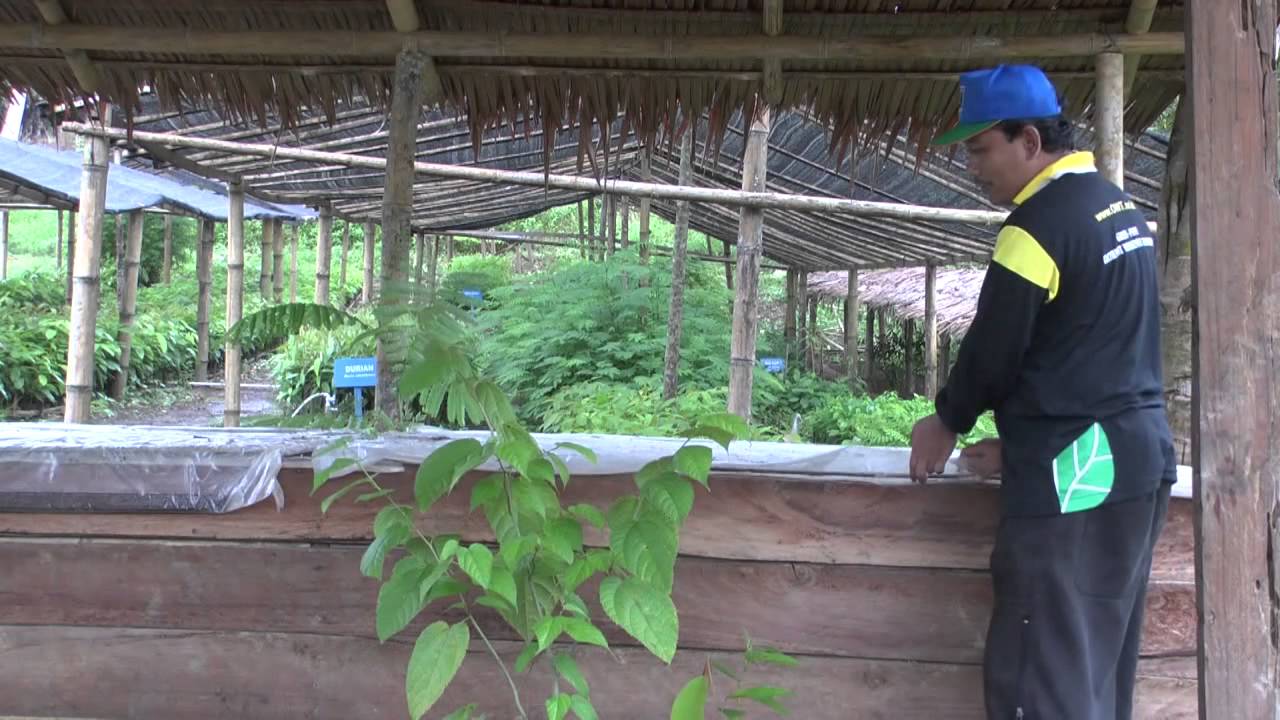 Teknik Pembibitan Vegetatif - YouTube