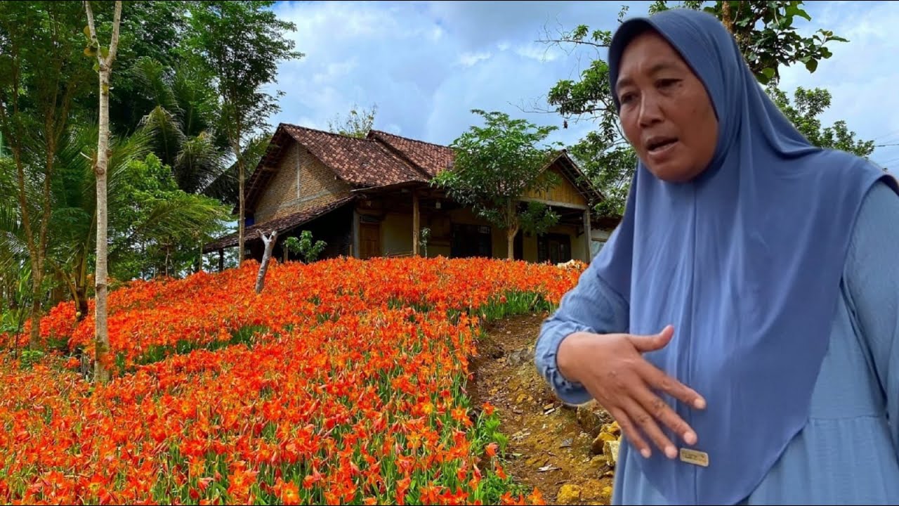 MENGINSPIRASI, BEGINI CERITA ISTRI PEMILIK BUNGA AMARILIS YANG ...
