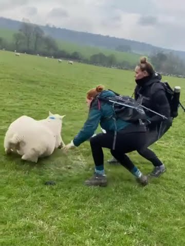 Two Average women save a cast sheep life in the Peak District #sheep # ...