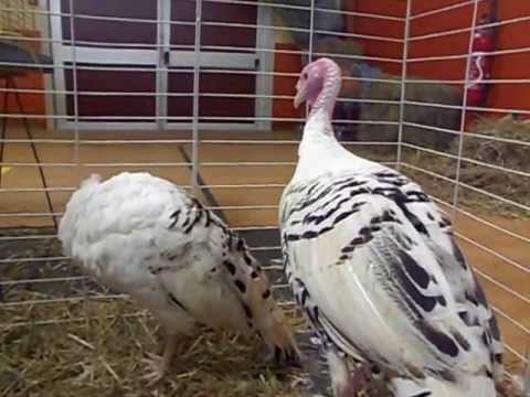 Cröllwitzer Pute - Dinde Crollwitzer, Exposition Avicole Illfurth 2012 ...