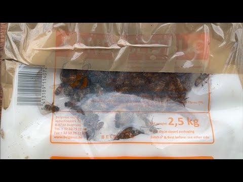 CHECKING THE BEES FOR WINTER FEED - YouTube