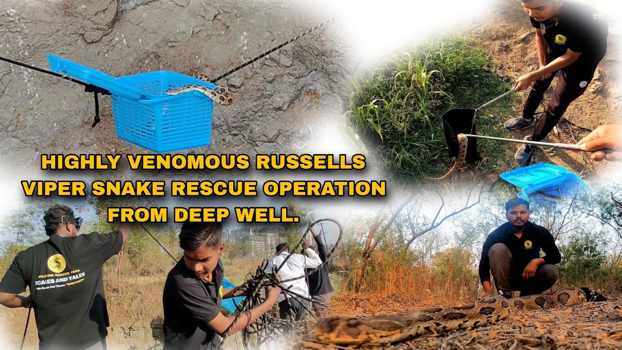 Highly Venomous Russells Viper Snake's Rescue Operation From Deep Well ...
