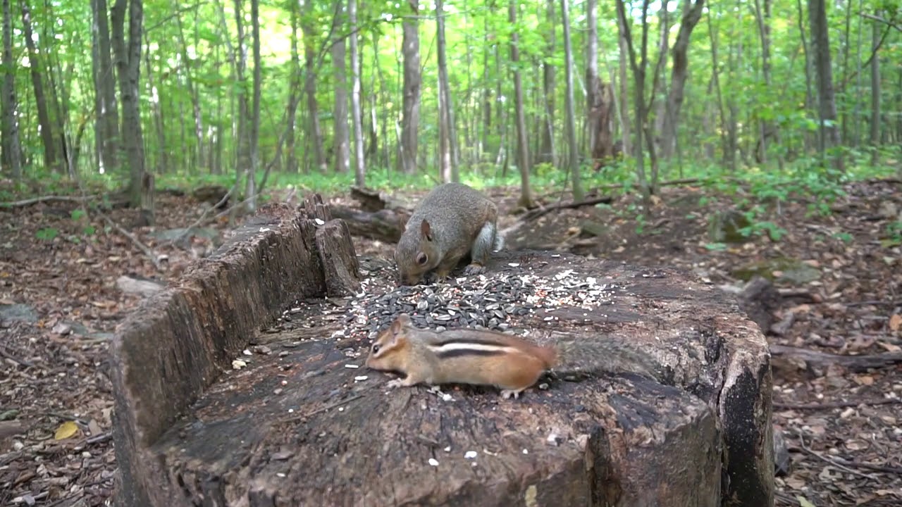 Spectacular Squirrels of the Forest - October 1, 2020 - YouTube