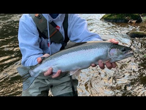 2 Lake Superior Fall Steelhead at the Brule (Wisconsin) - YouTube