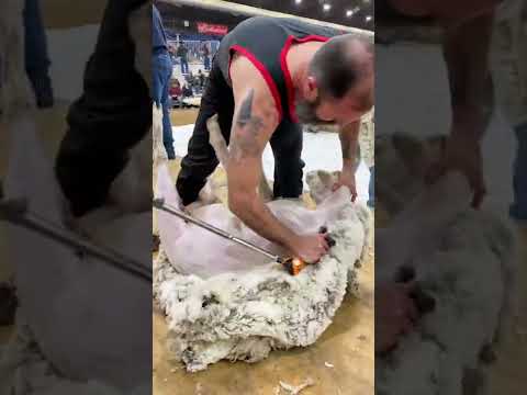 TOSANDO UMA OVELHA SELVAGEM - COMO TOSQUIAR UMA OVELHA SELVAGEM