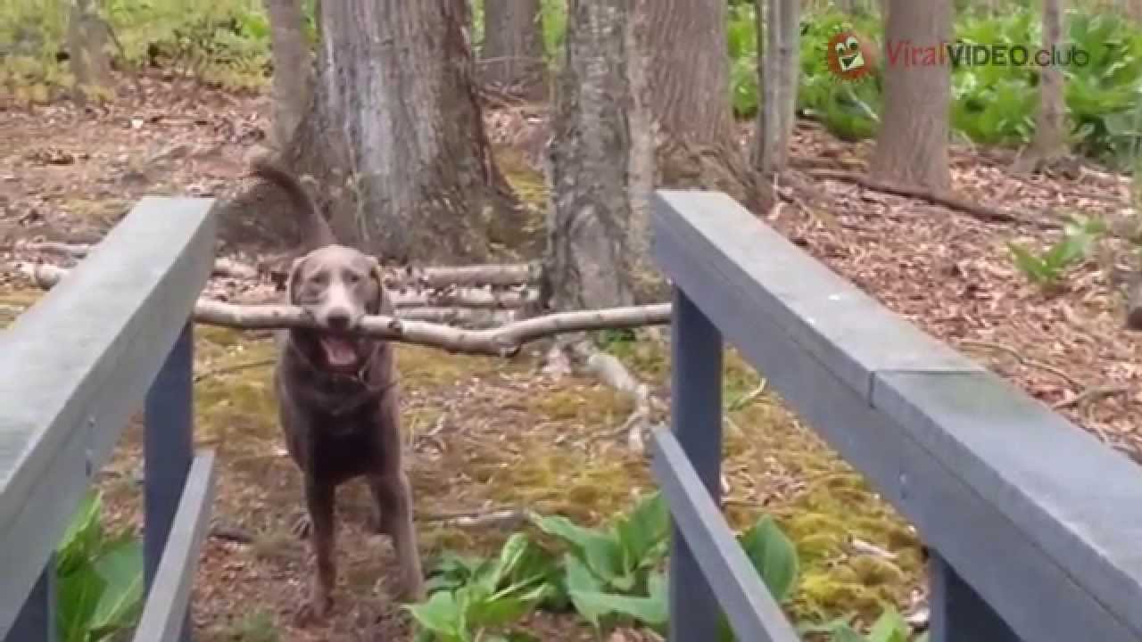FUNNY DOG TRY CROSS THE BRIDGE WITH A BOUGH IN HIS MOUTH - YouTube