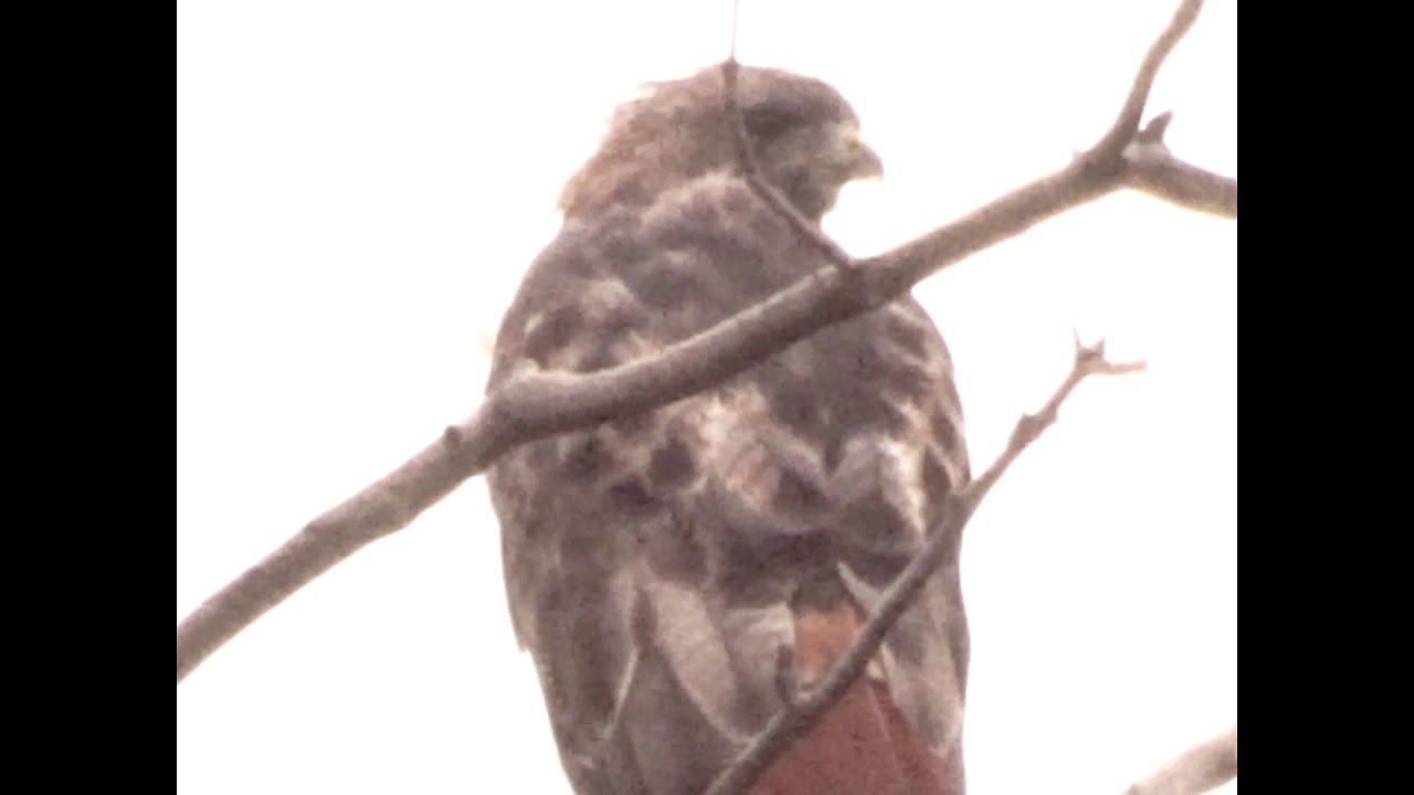 Western Red-tailed Hawk light morph shows up at Eagle Creek - YouTube
