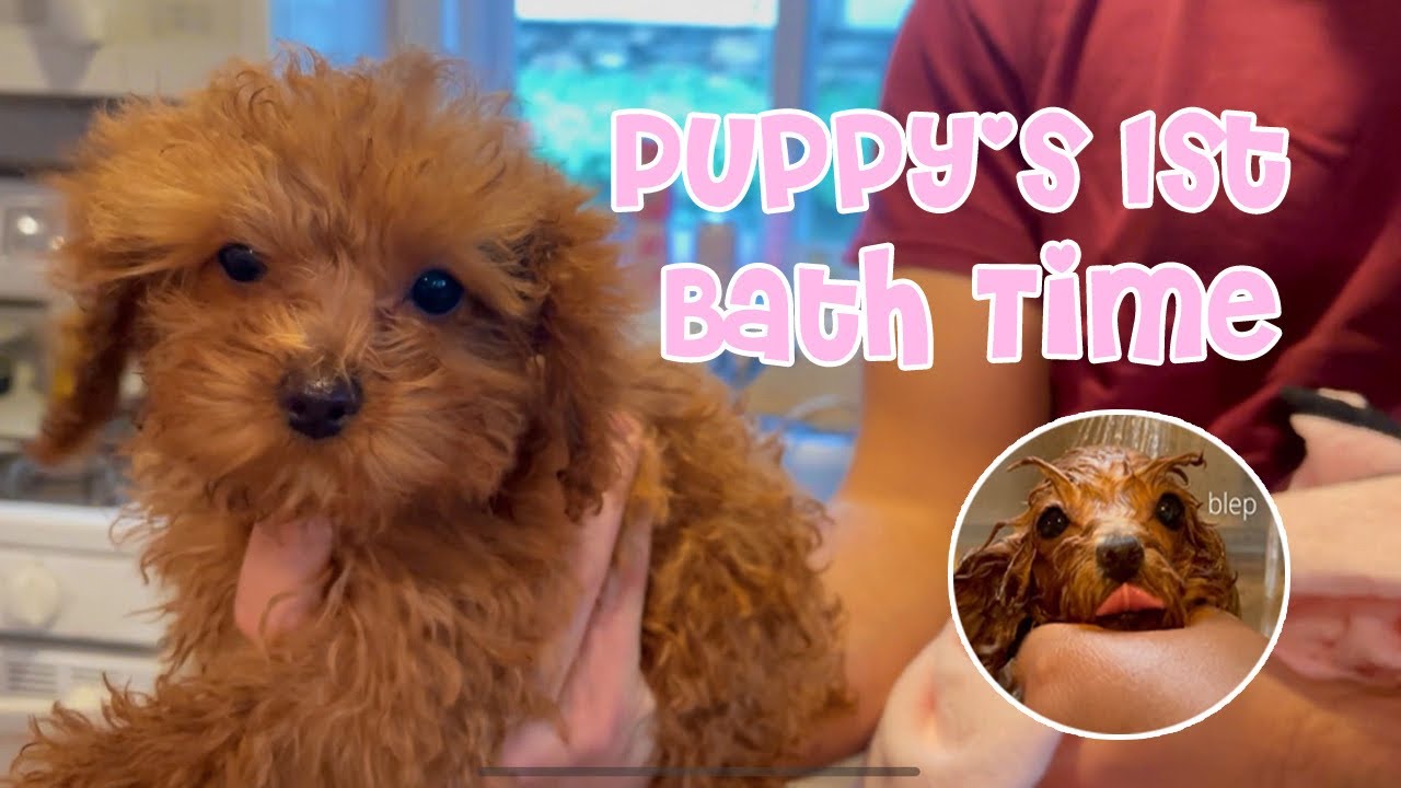 toy poodle puppy’s first bath - YouTube