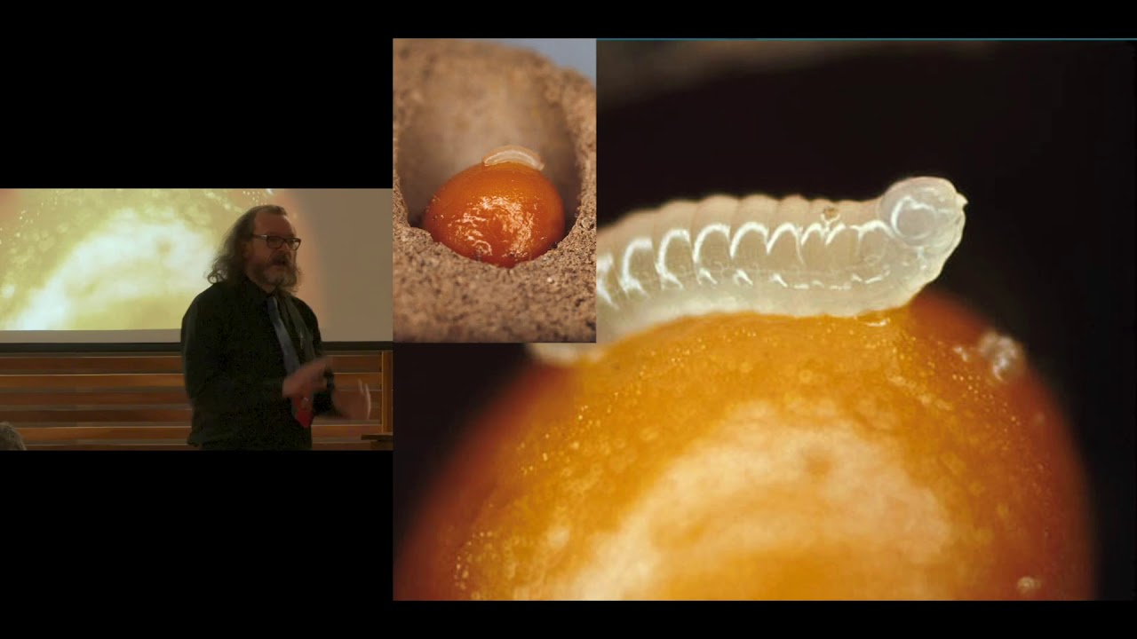 The Wild and Wonderful World of Bees with Dr. Laurence Packer - YouTube