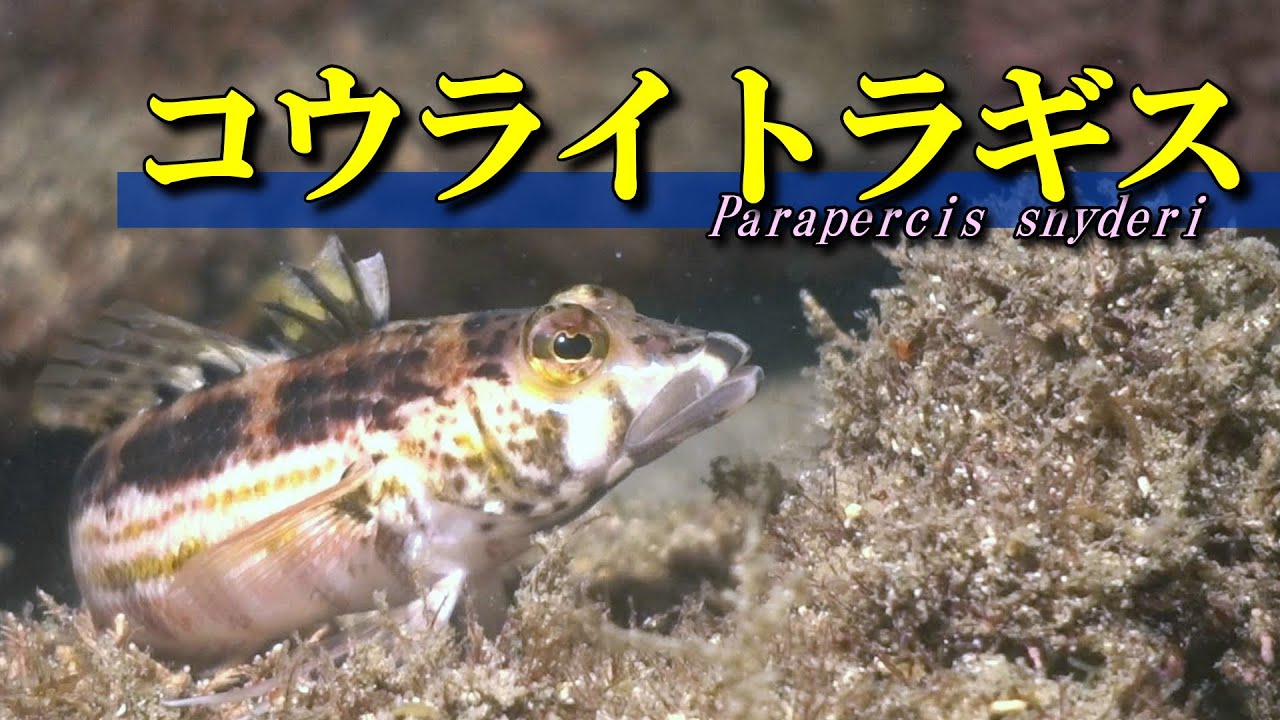 コウライトラギス 】キスとは名前に付くものの… Parapercis snyderi - YouTube