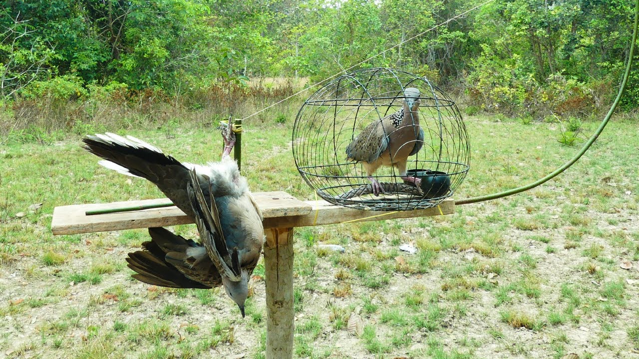 Creative Quick Pigeon Trap - New Dove Trap Technique - YouTube